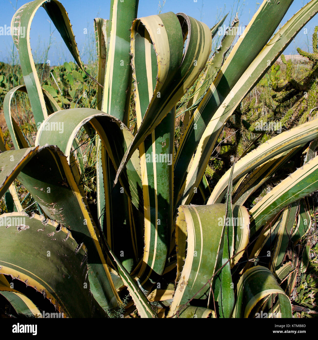 Agave plant, Muravera Beach, Sardinia, Italy Stock Photo - Alamy