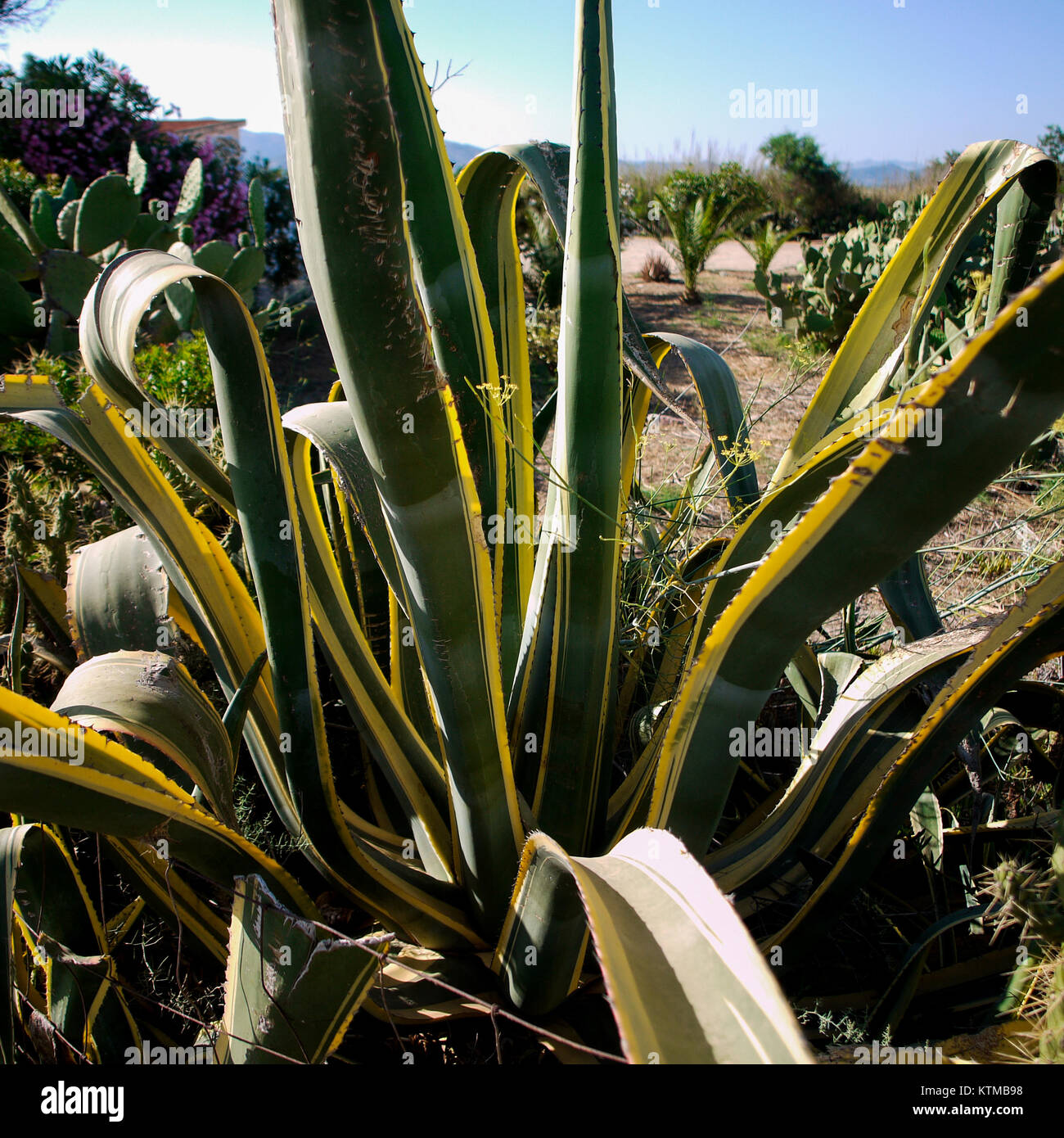 Agave plant, Muravera Beach, Sardinia, Italy Stock Photo - Alamy