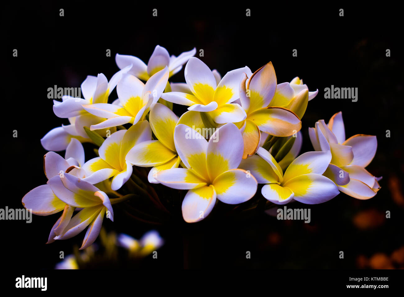 Plumeria rubra flower on dark background contrast Stock Photo - Alamy