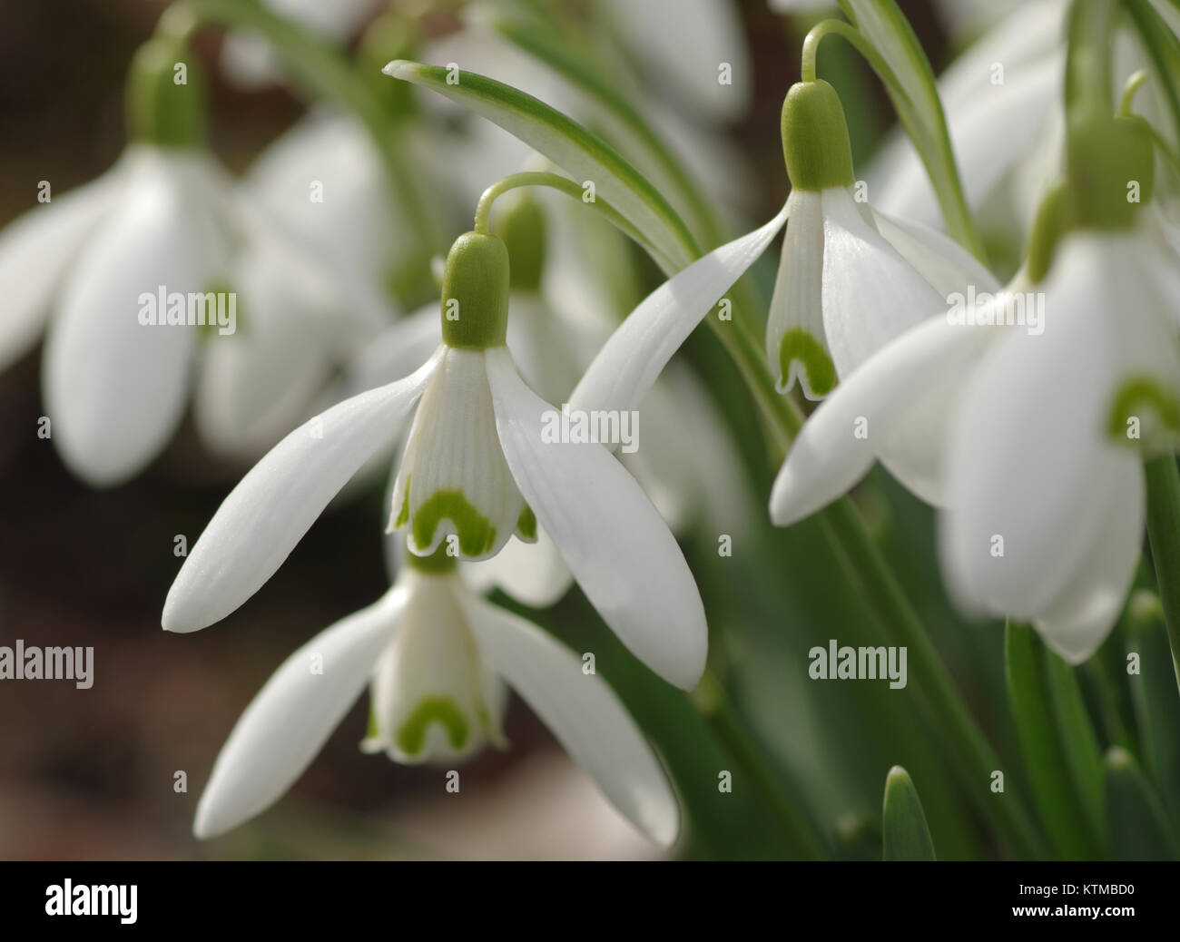 Close up view blooming snowdrop hi-res stock photography and images - Alamy