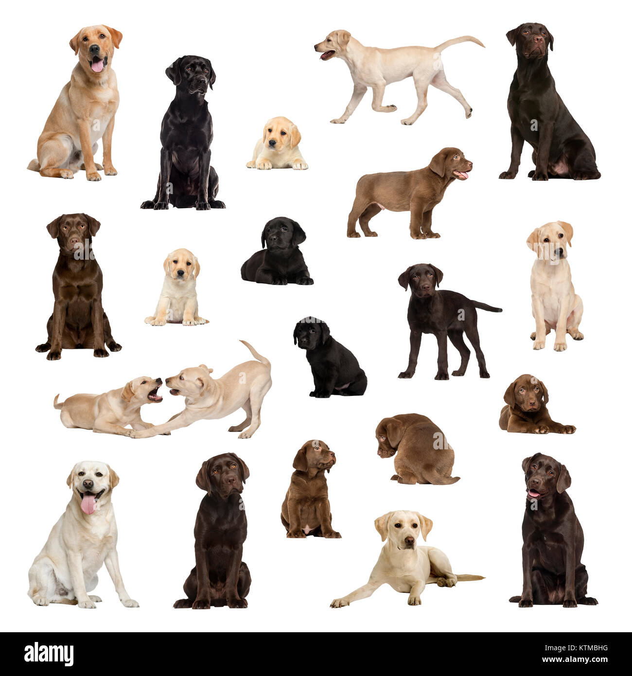 Large collection of Labrador, adult and puppy, different position ...