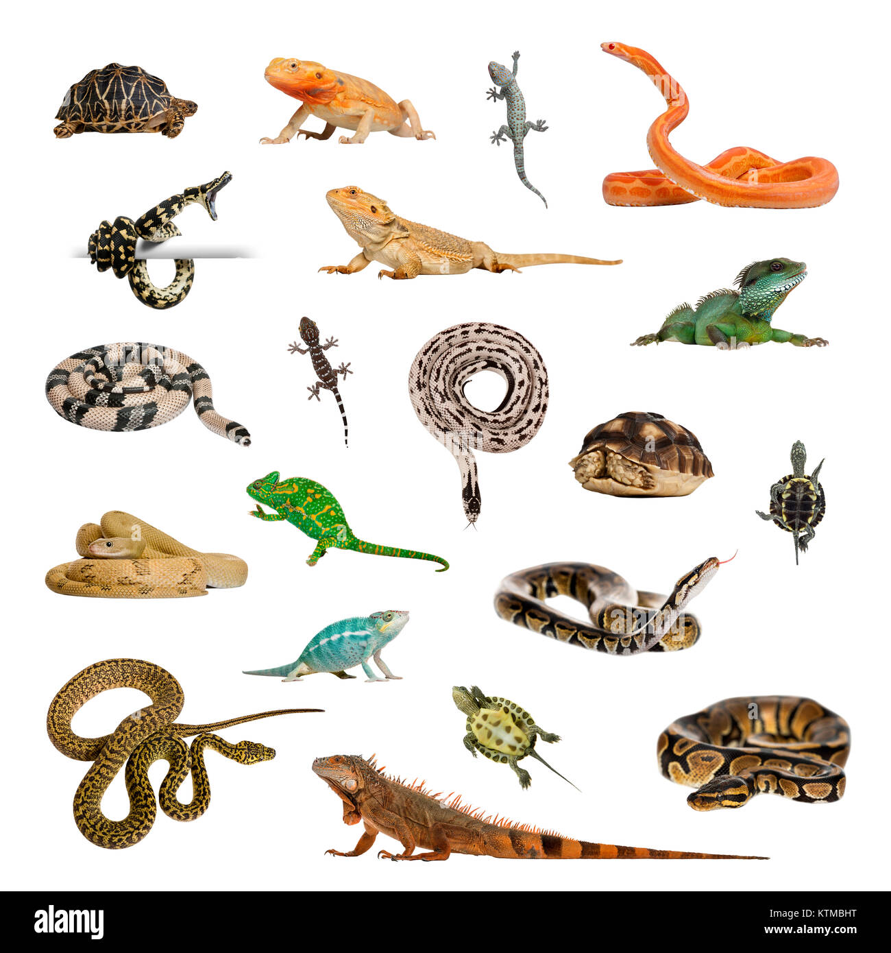 Reptile pet hi-res stock photography and images - Alamy