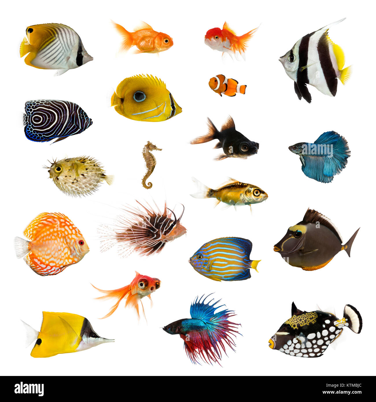 Large collection of fish, pet and exotic, in different position ...