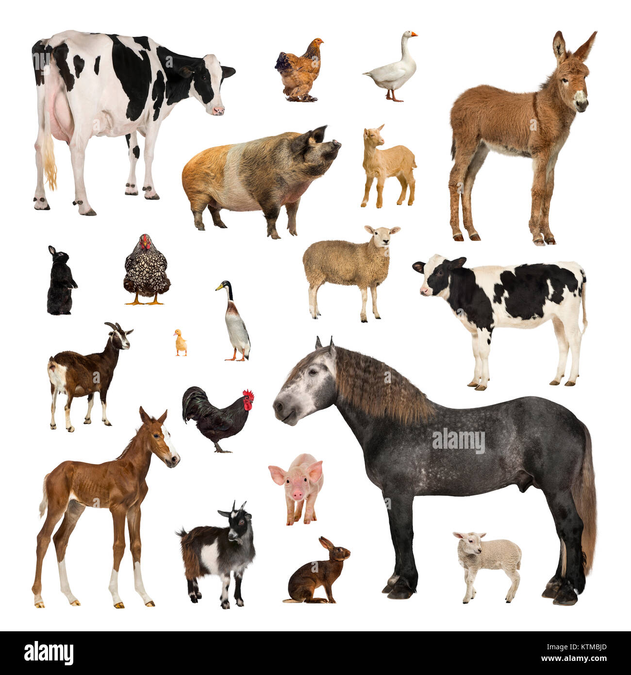 Large collection of farm animal, in different position, Isolated on ...