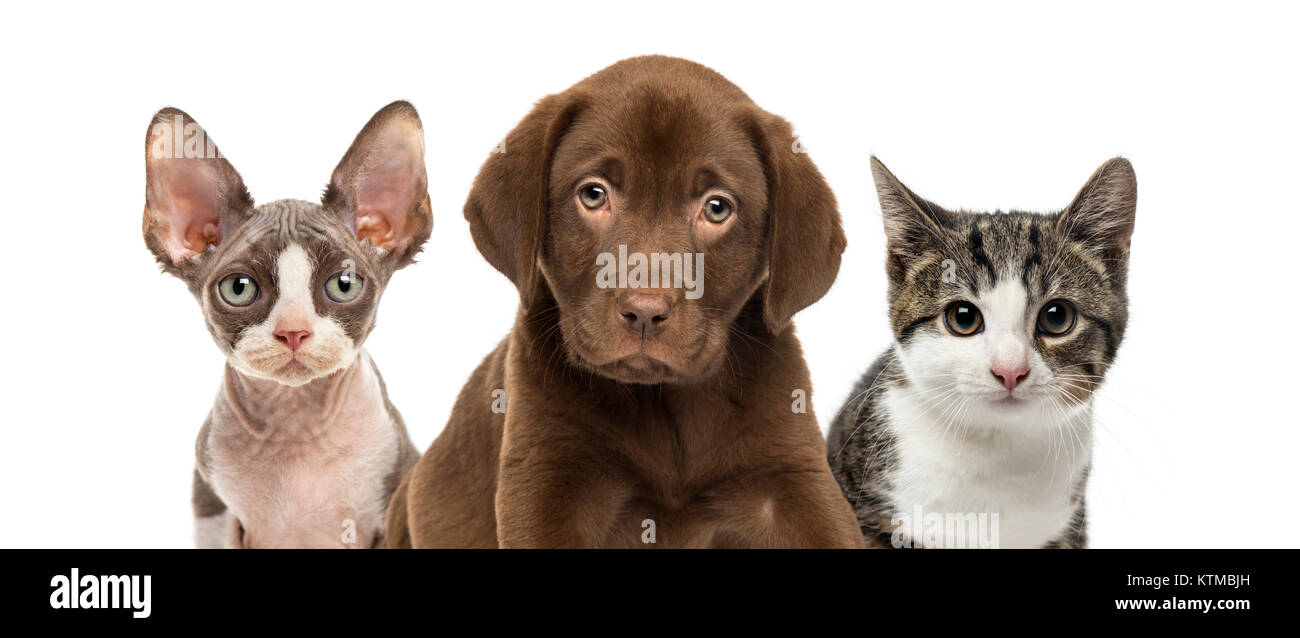 Close-up of cats and dog, isolated on white Stock Photo - Alamy