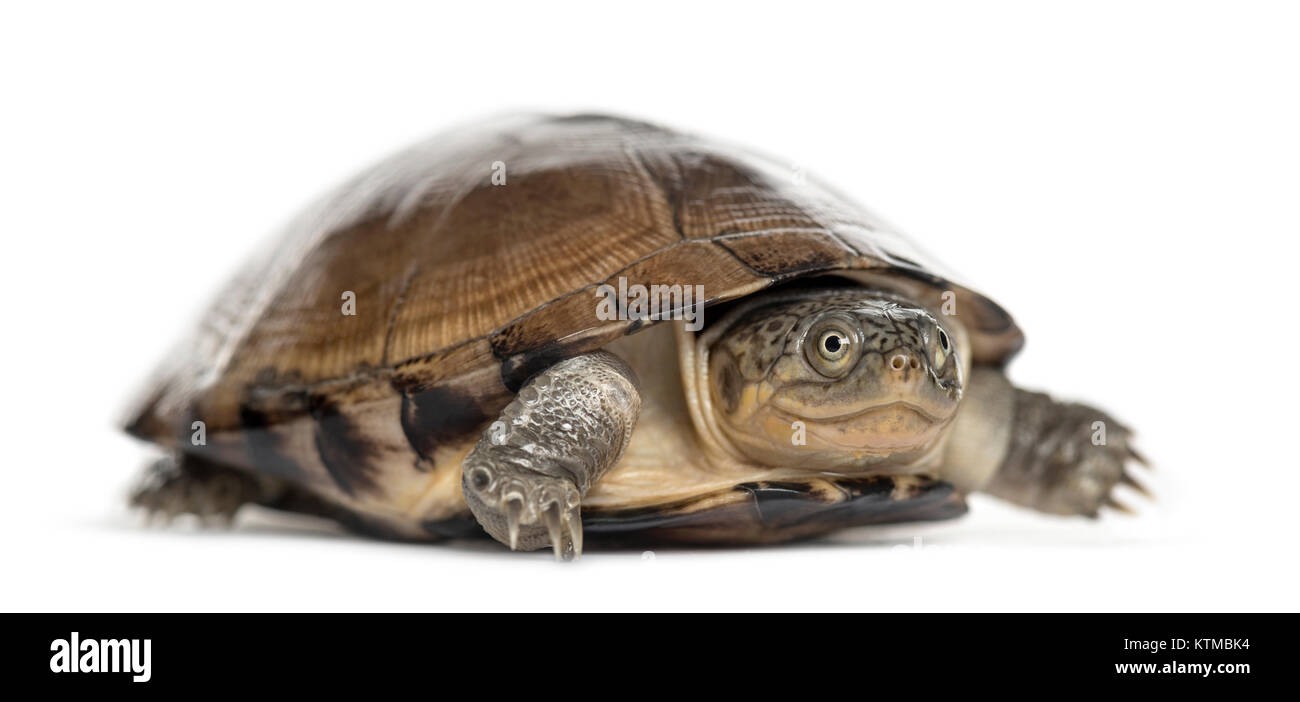 Isolated box turtle hi-res stock photography and images - Alamy