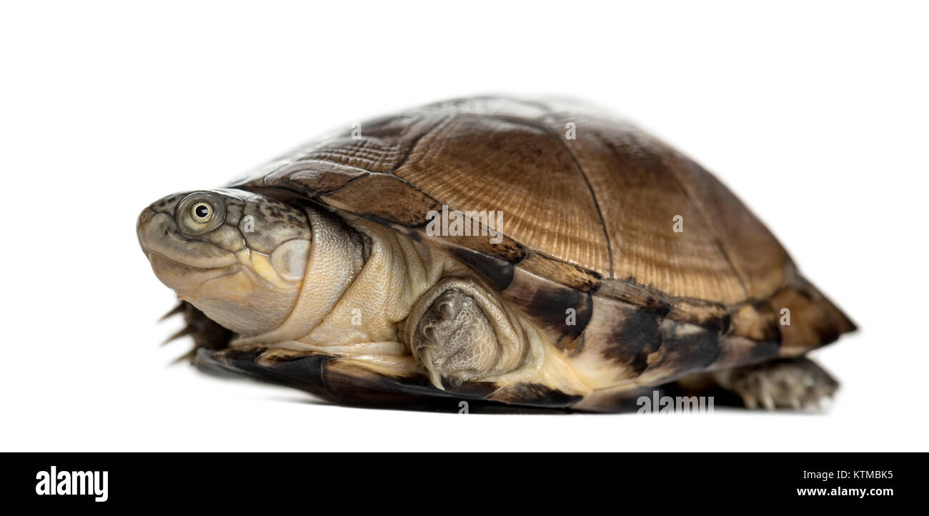 Common box turtle, isolated on white Stock Photo - Alamy