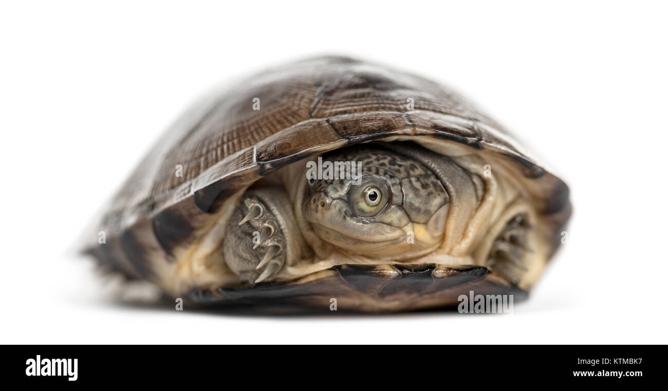 Common box turtle hi-res stock photography and images - Alamy