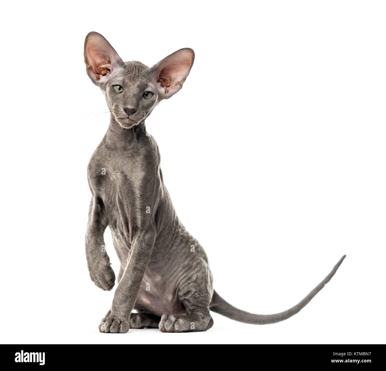 All White Peterbald Kittens