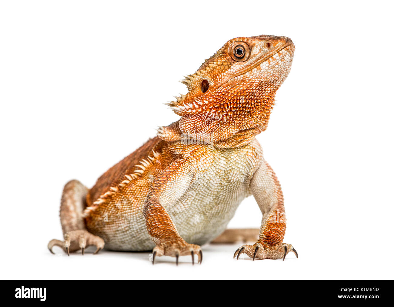 bearded dragon (pogona vitticeps) isolated on white background Stock ...