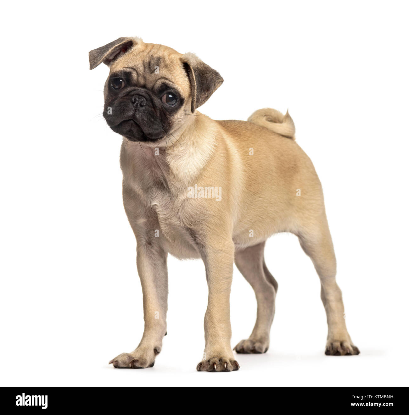 pug standing, dog, isolated on white Stock Photo - Alamy