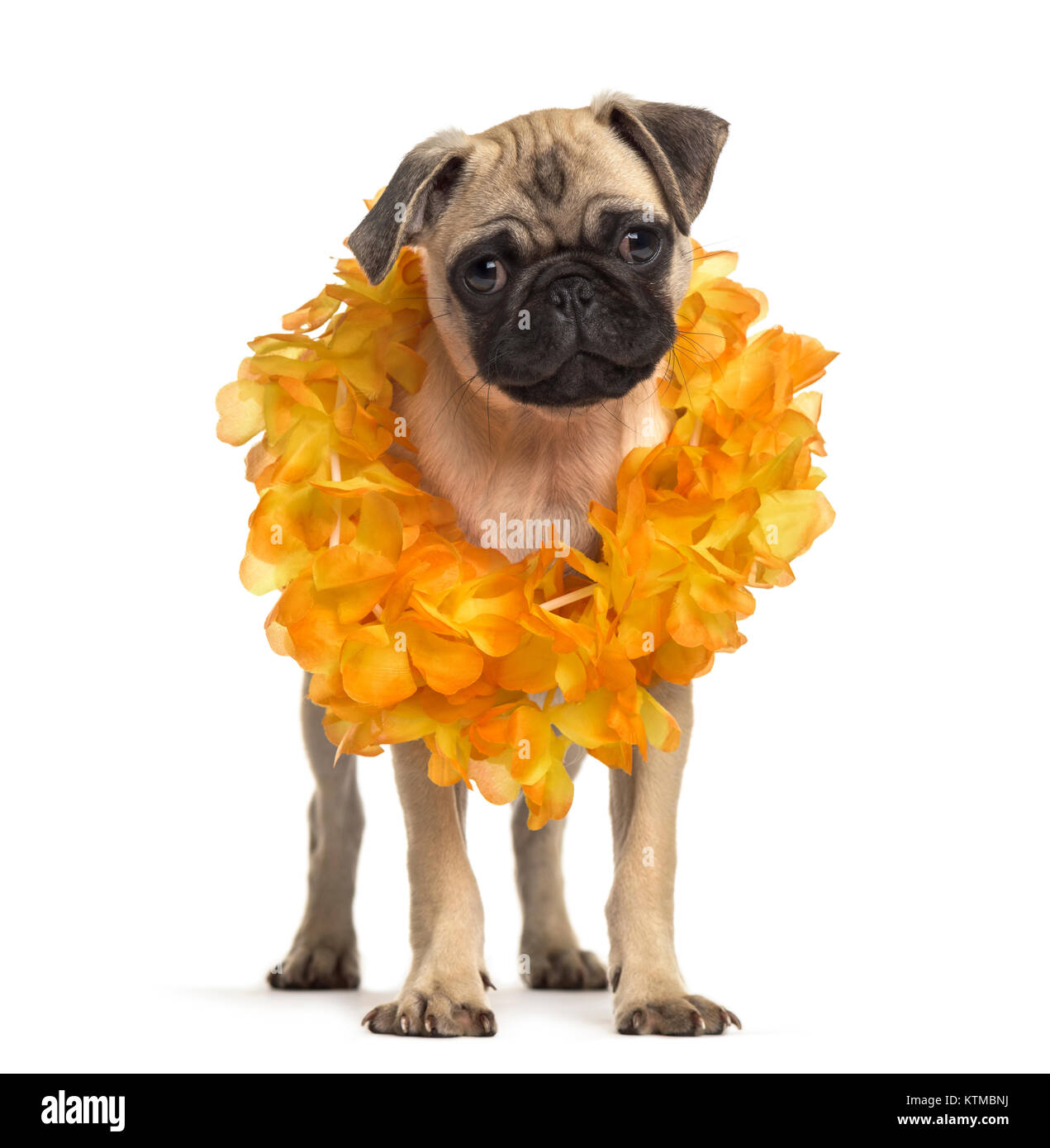 pug wearing a hawaiian lei, dog, isolated on white Stock Photo - Alamy