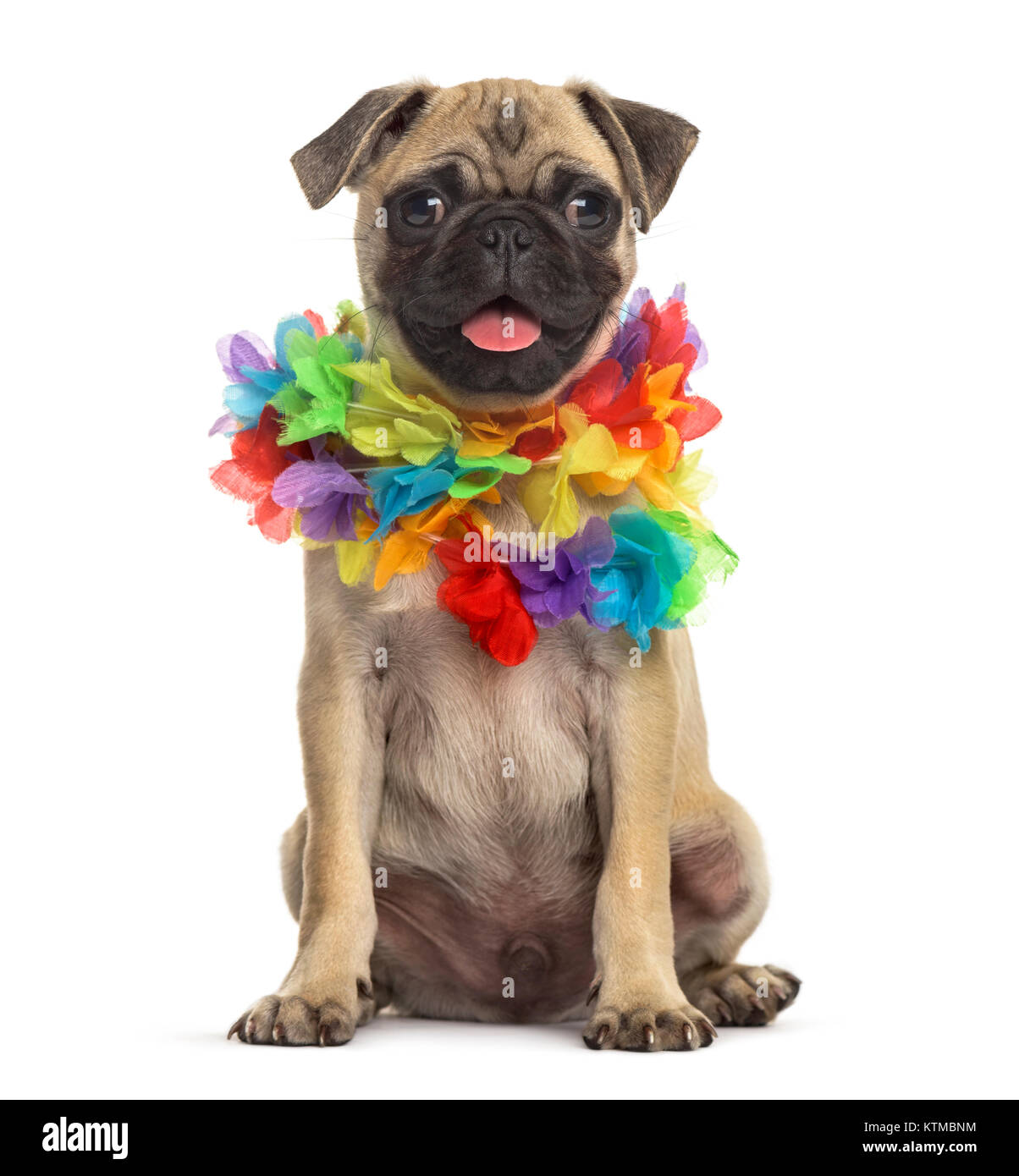 pug wearing a hawaiian lei, dog, isolated on white Stock Photo - Alamy