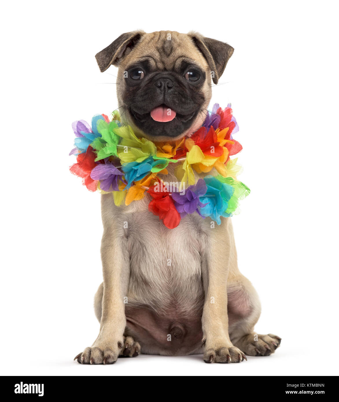 pug wearing a hawaiian lei, dog, isolated on white Stock Photo - Alamy