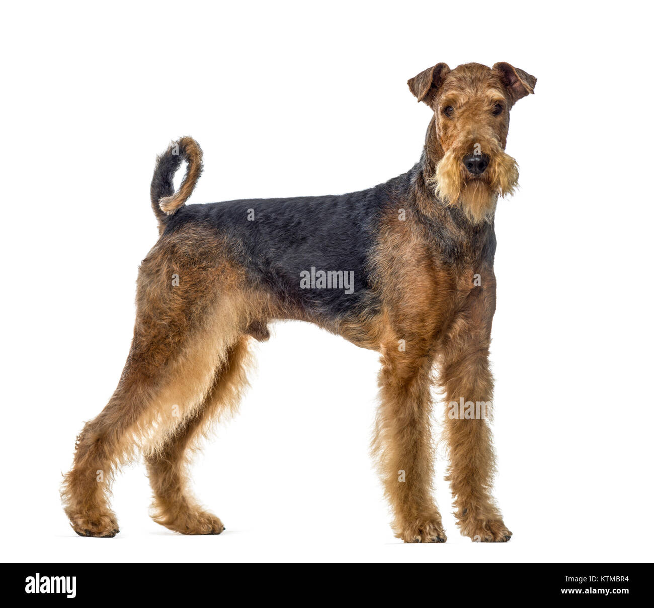 Airedale Cut Out Stock Images & Pictures - Alamy