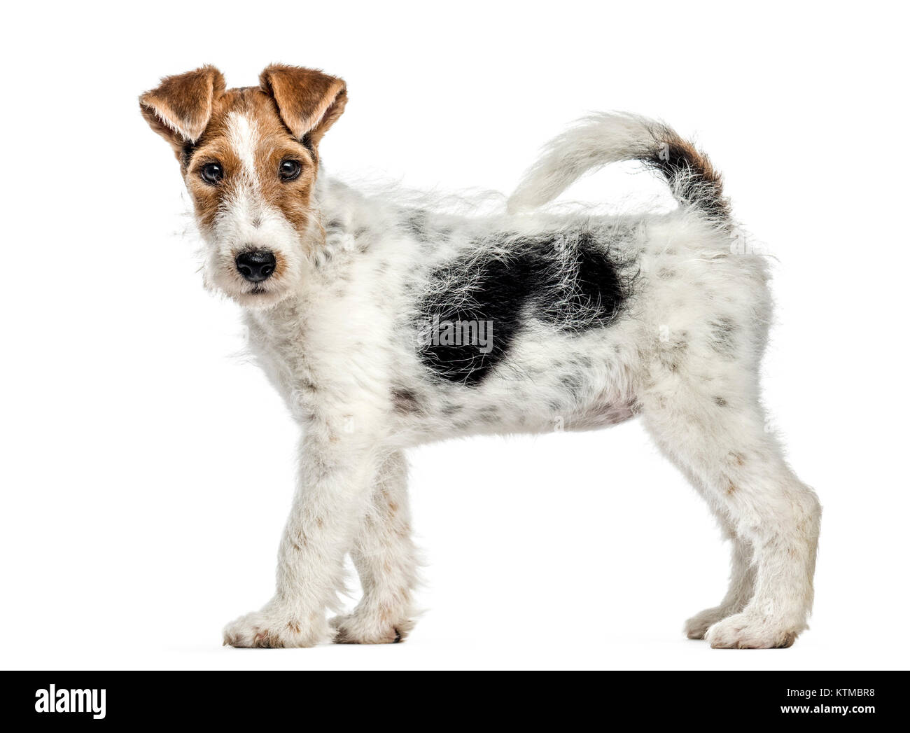 Fox terrier dog on Cut Out Stock Images & Pictures - Alamy