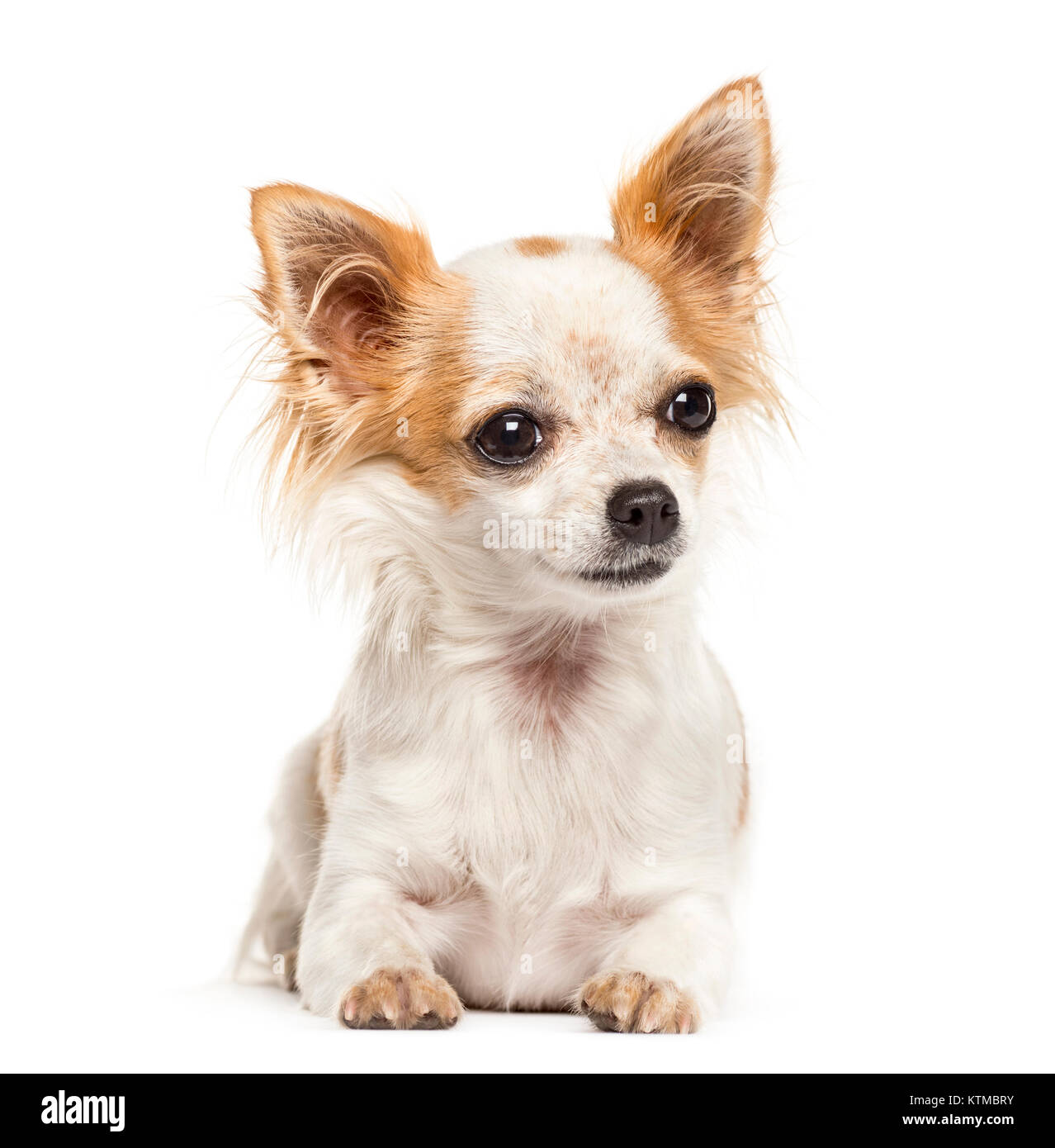 Lying down Chihuahua, isolated on white Stock Photo - Alamy