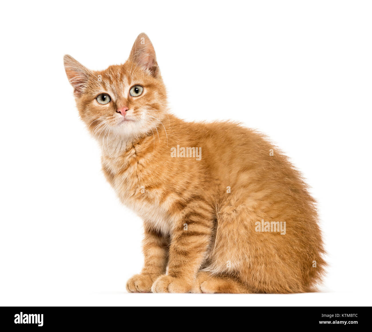 Ginger cat side profile hi-res stock photography and images - Alamy