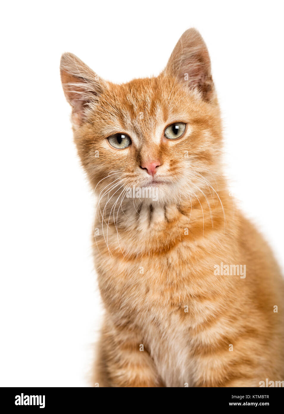 Ginger cat head shot hi-res stock photography and images - Alamy