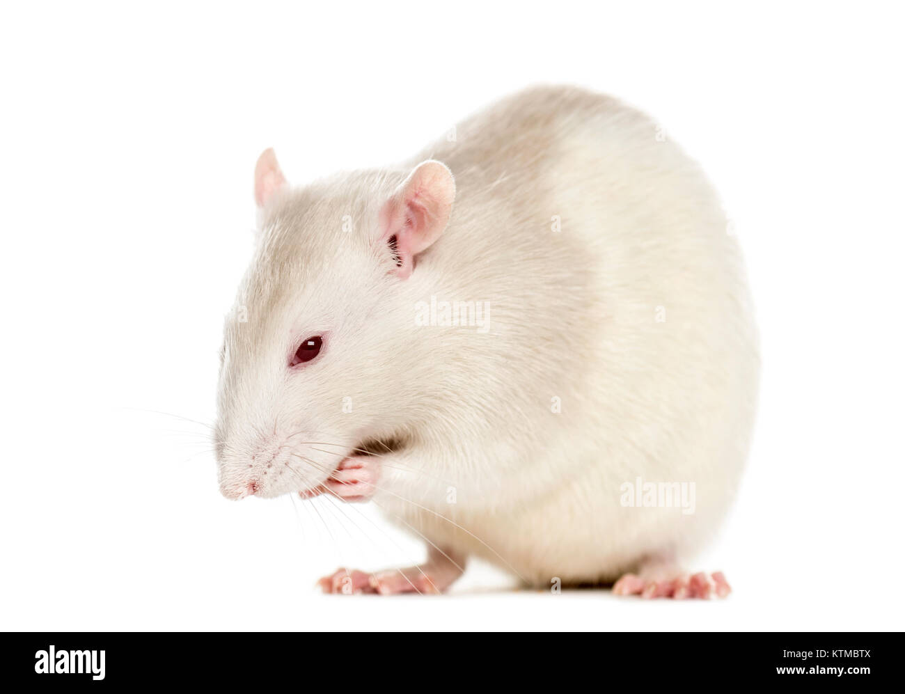 Rat (6 months old), isolated on white Stock Photo - Alamy