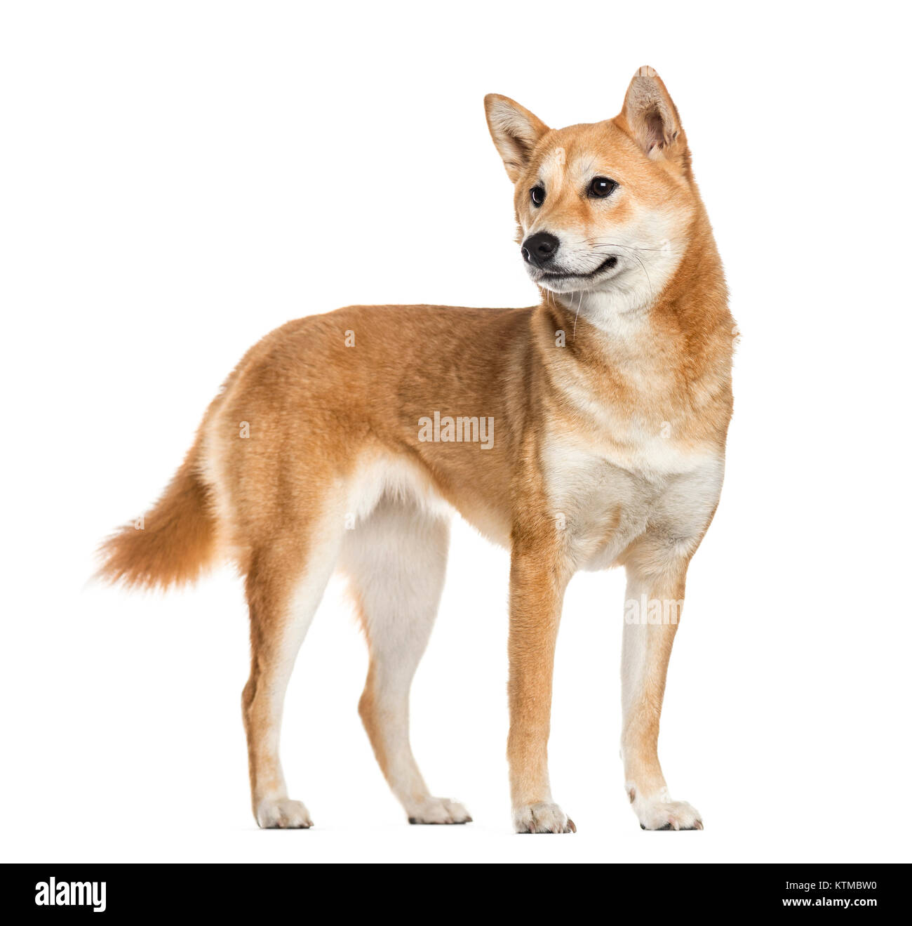 Shiba inu profile Cut Out Stock Images & Pictures - Alamy