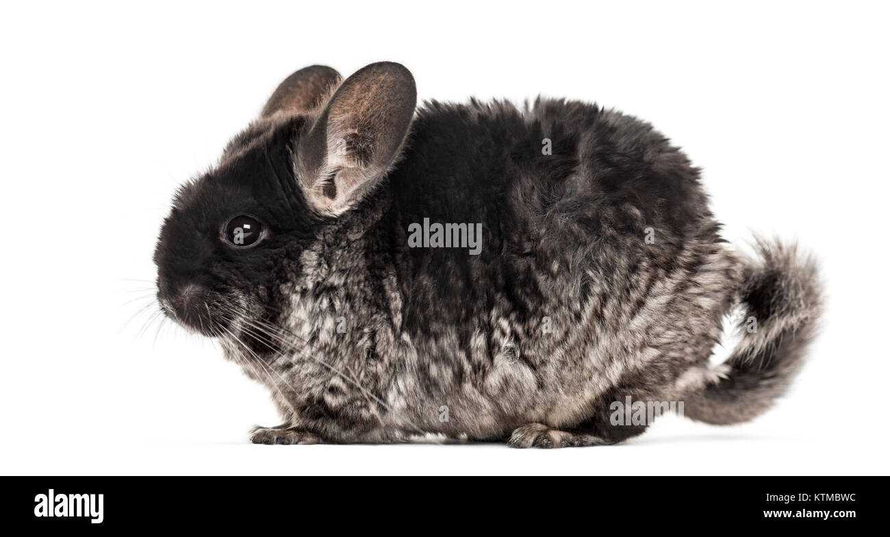 Chinchilla (4 years old), isolated on white Stock Photo - Alamy
