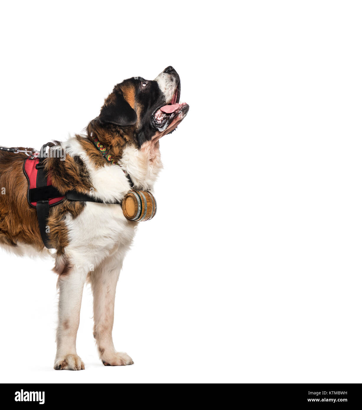 St bernard barrel hi-res stock photography and images - Alamy