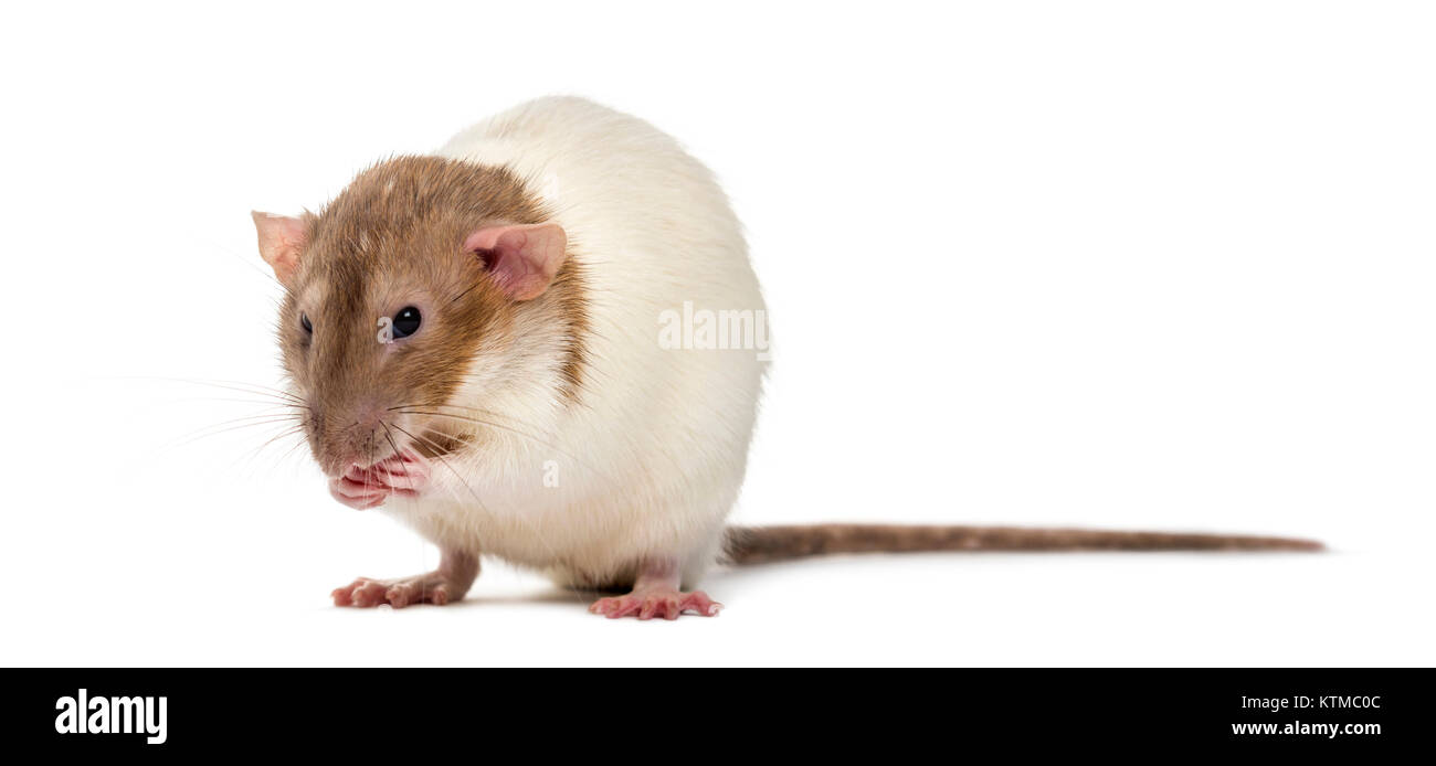 Shy rat isolated on white Stock Photo - Alamy