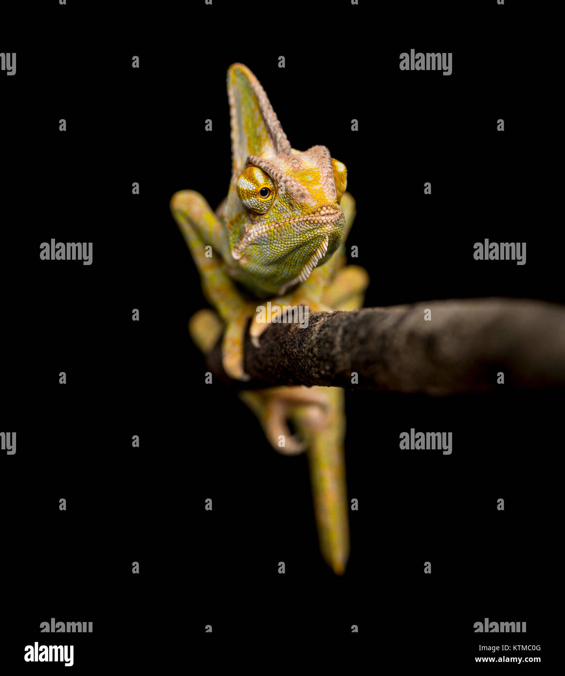 Veiled chameleon on black background Stock Photo - Alamy