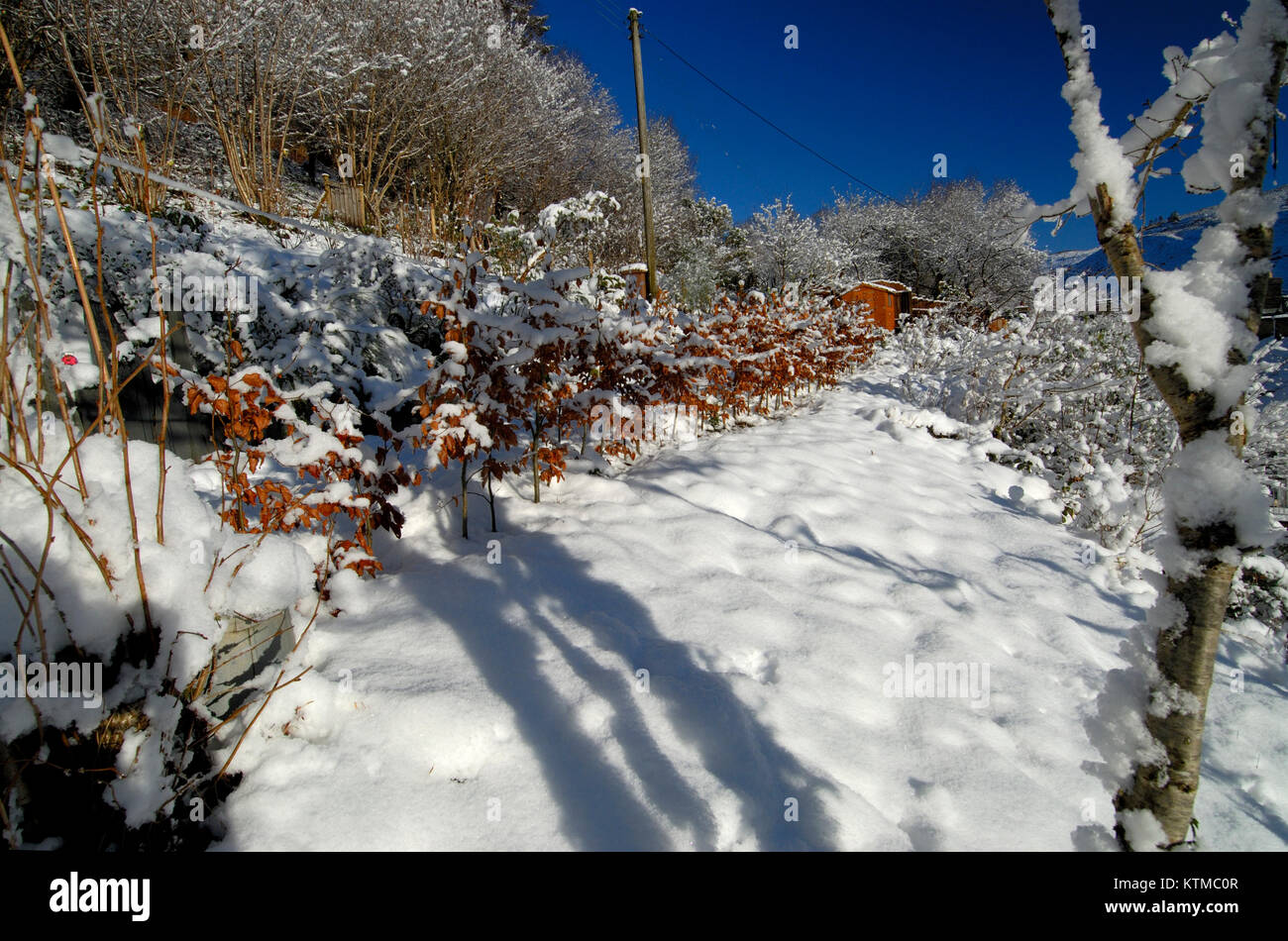 garden in winter Beech hedge Stock Photo - Alamy