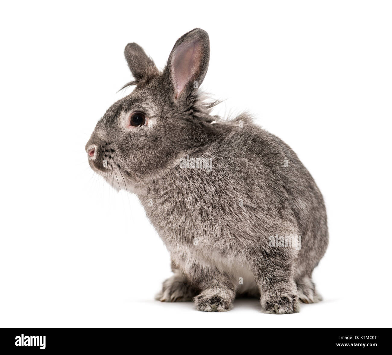 Grey rabbit hi-res stock photography and images - Alamy