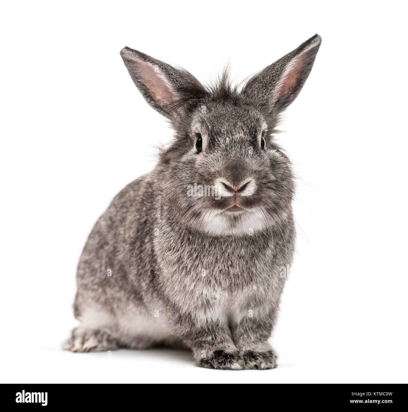 Front facing rabbit hi-res stock photography and images - Alamy
