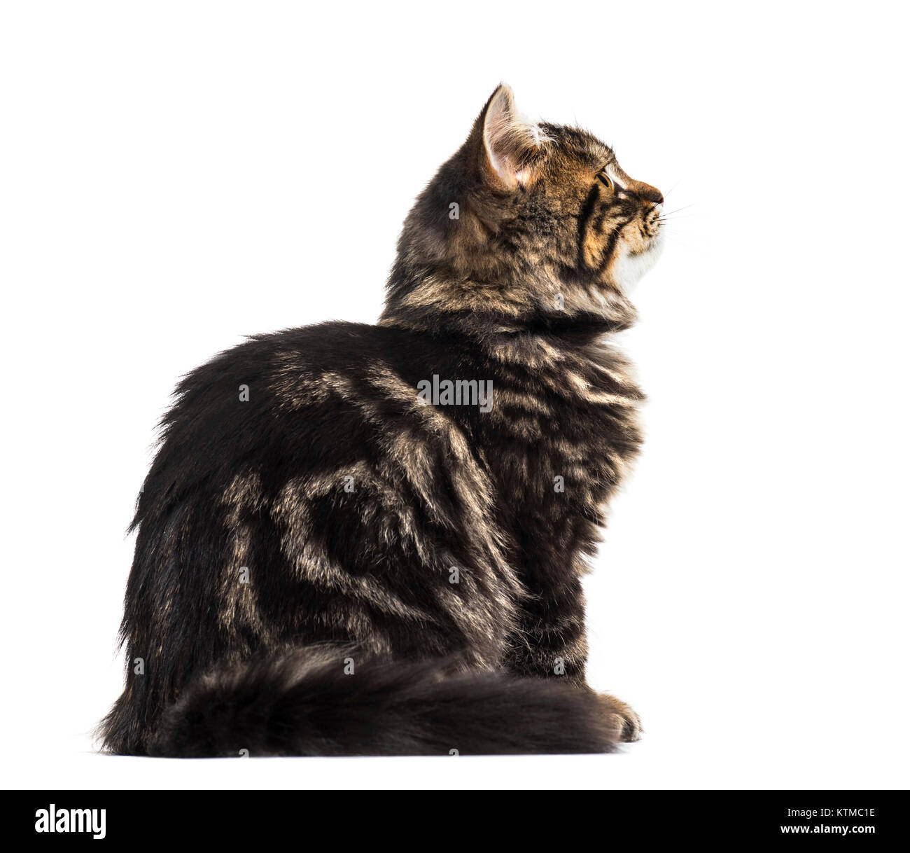 Sitting Cat Side View