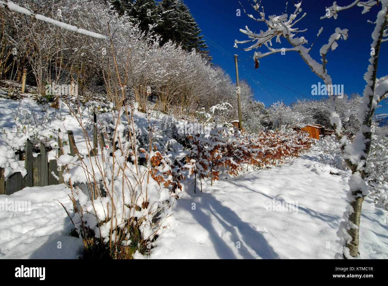 Shrub border under snow hi-res stock photography and images - Alamy