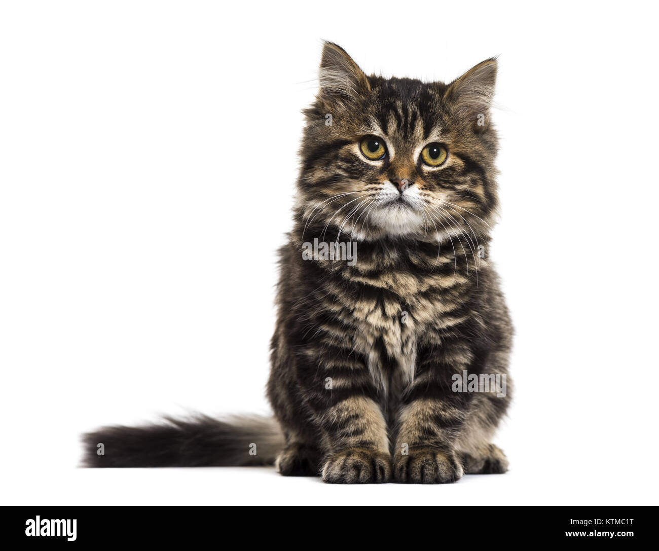 Cat Facing Camera Cut Out Stock Images & Pictures - Alamy