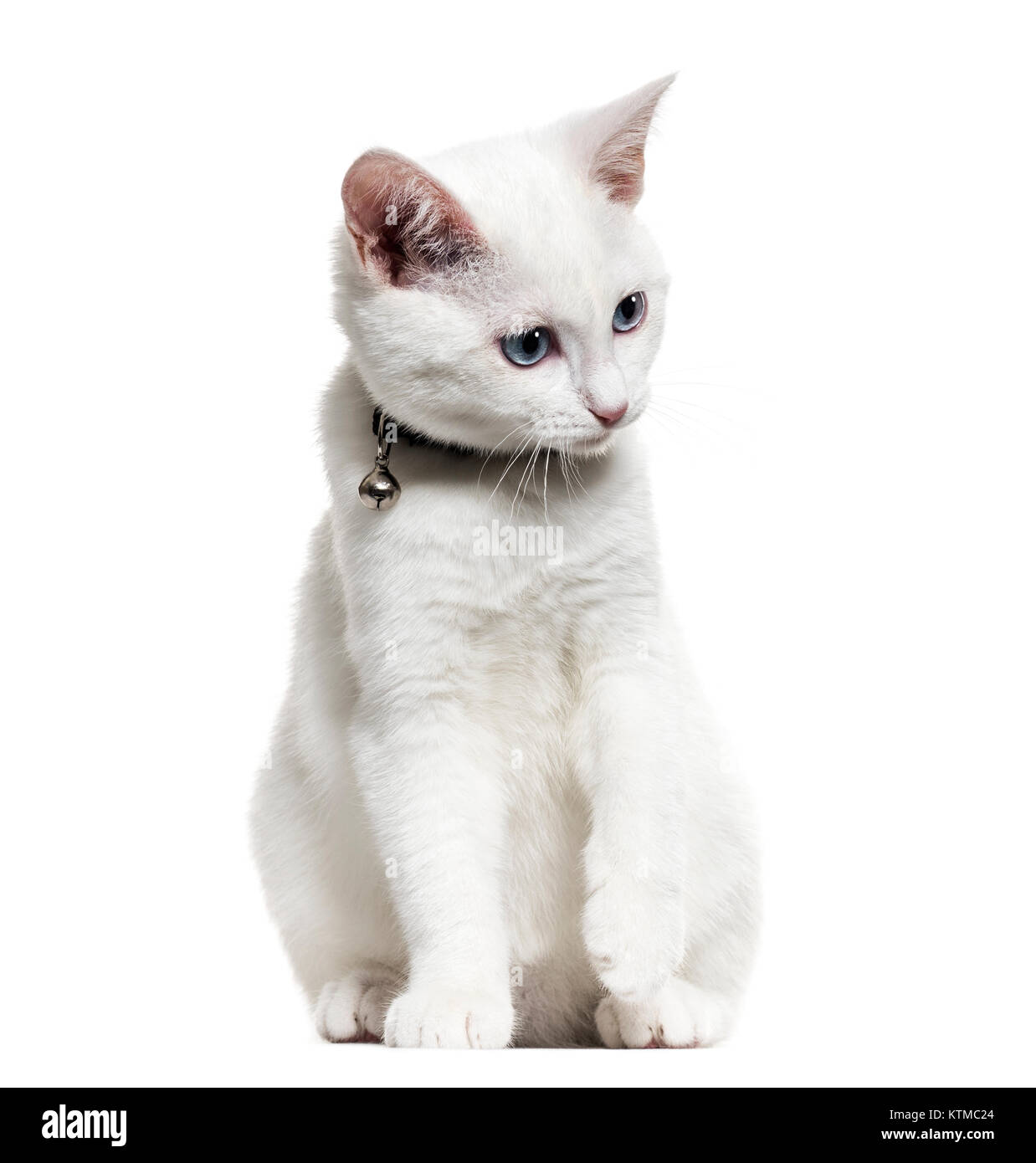 White kitten mixed-breed catwearing a bell collar and looking down ...
