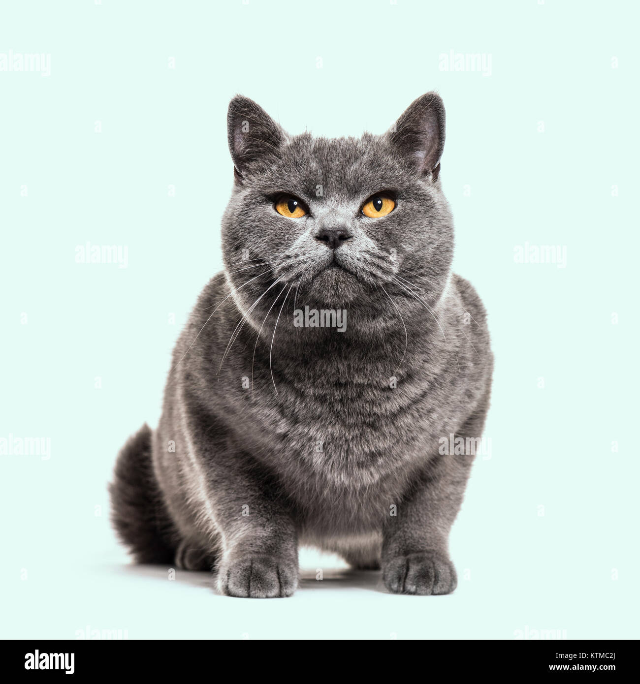 British shorthair cat blue hi-res stock photography and images - Alamy