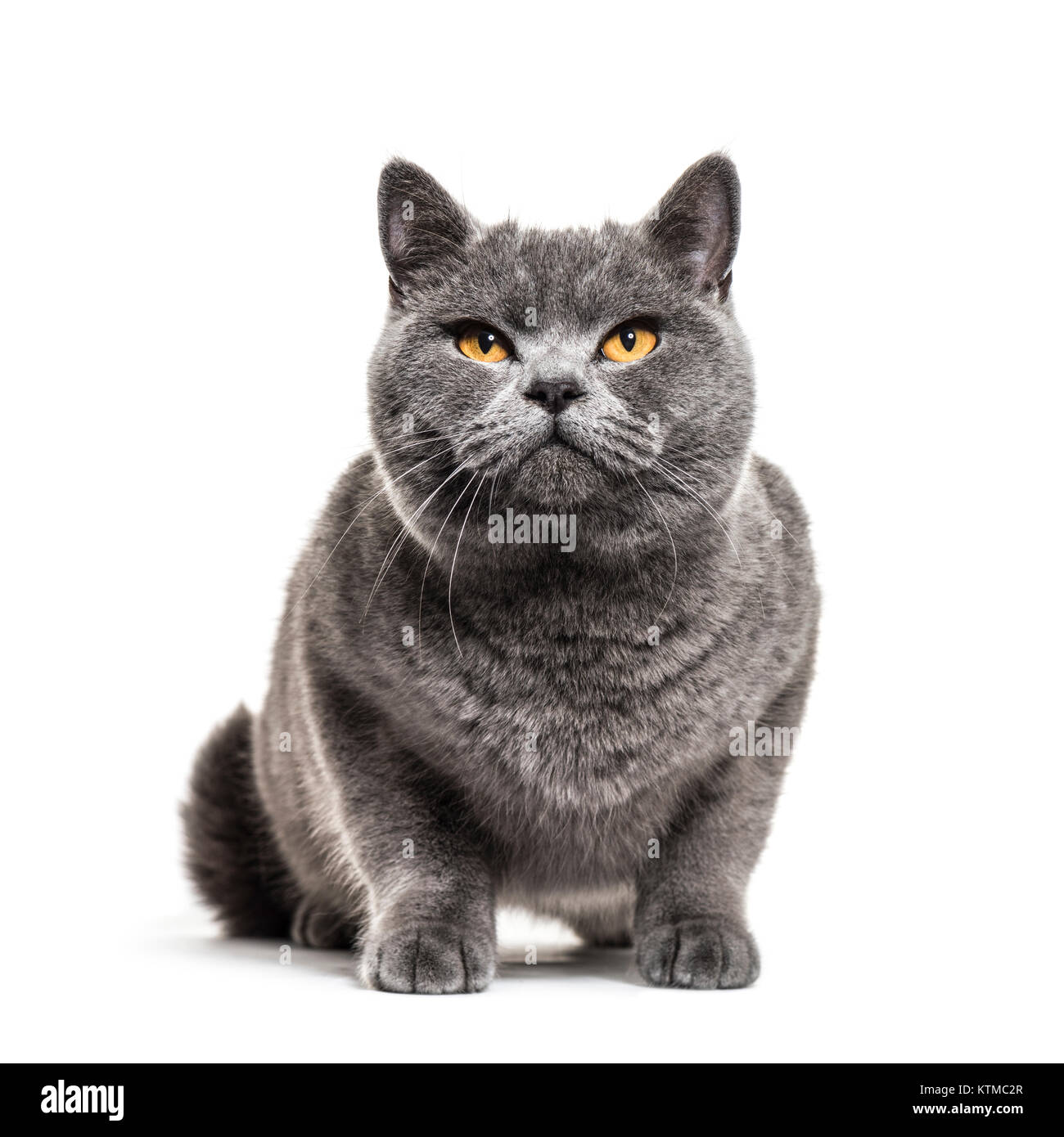 Grey british shorthair cat, isolated on white Stock Photo - Alamy