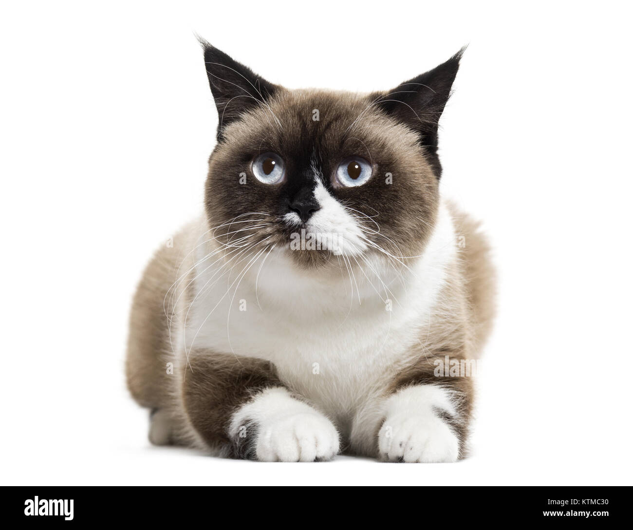 Scottish straight cat hi-res stock photography and images - Alamy
