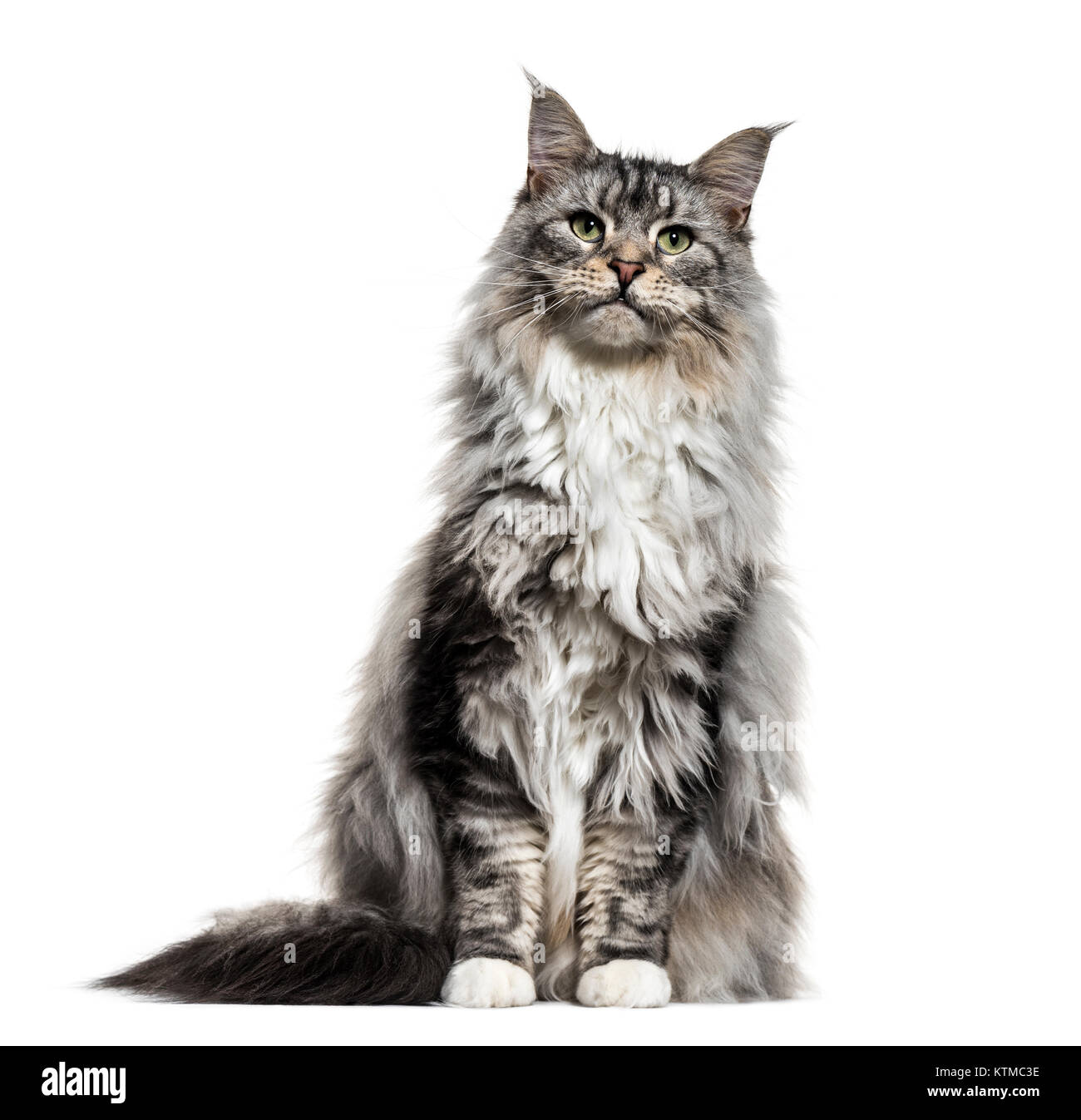 Main coon cat, sitting, isolated on white Stock Photo - Alamy
