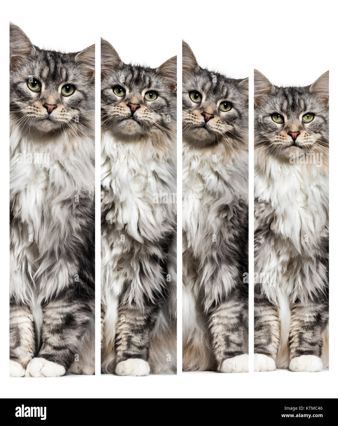 composition of Main coon cat sitting, isolated on white Stock Photo - Alamy