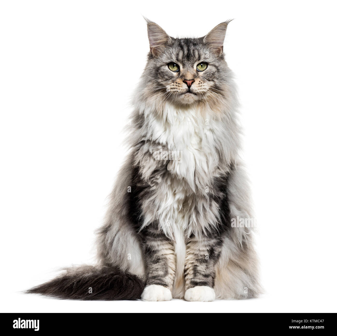 Main coon cat, sitting, isolated on white Stock Photo - Alamy