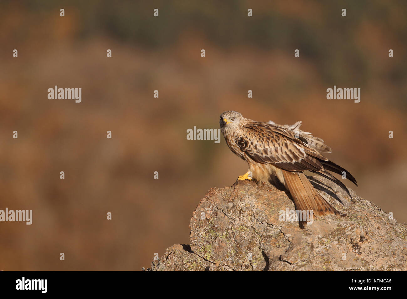 Red kite feather hi-res stock photography and images - Alamy