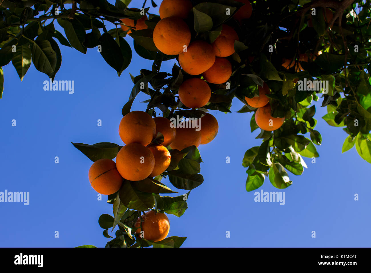 Orange fruit. Orange tree with fruits. Spain Stock Photo - Alamy