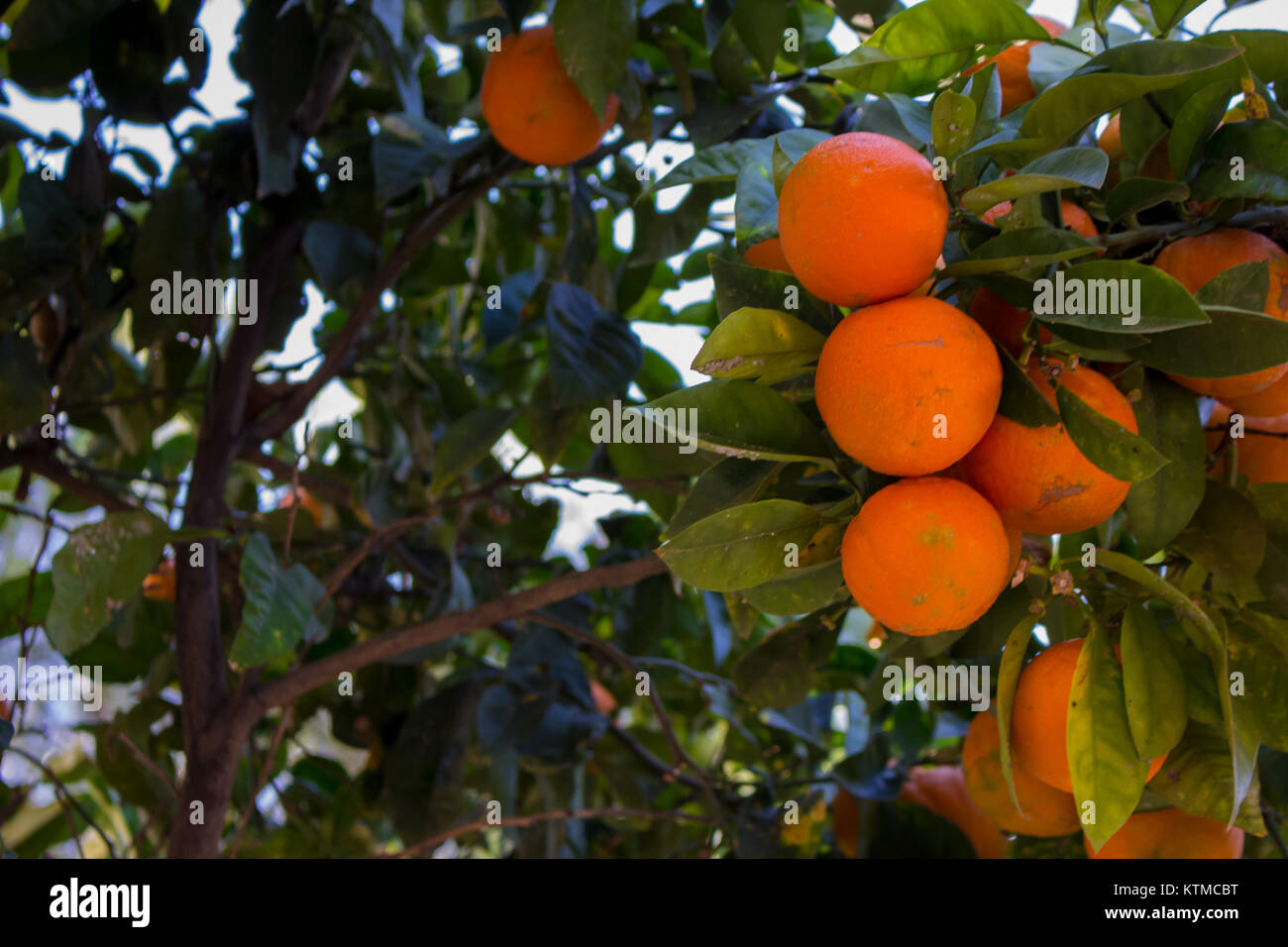 Orange fruit. Orange tree with fruits. Spain Stock Photo - Alamy