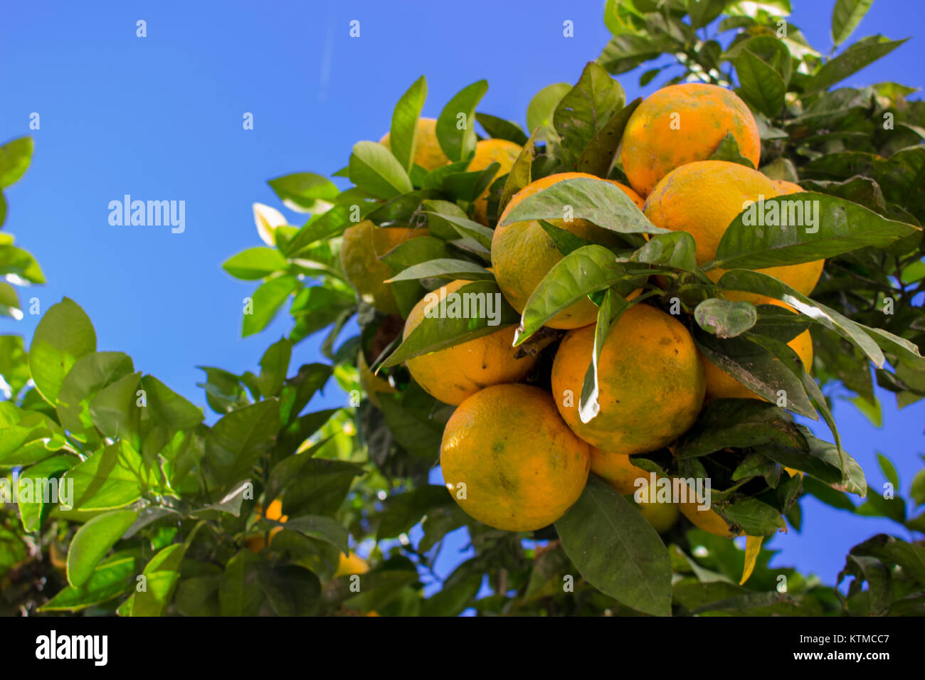 Orange fruit. Orange tree with fruits. Spain Stock Photo - Alamy