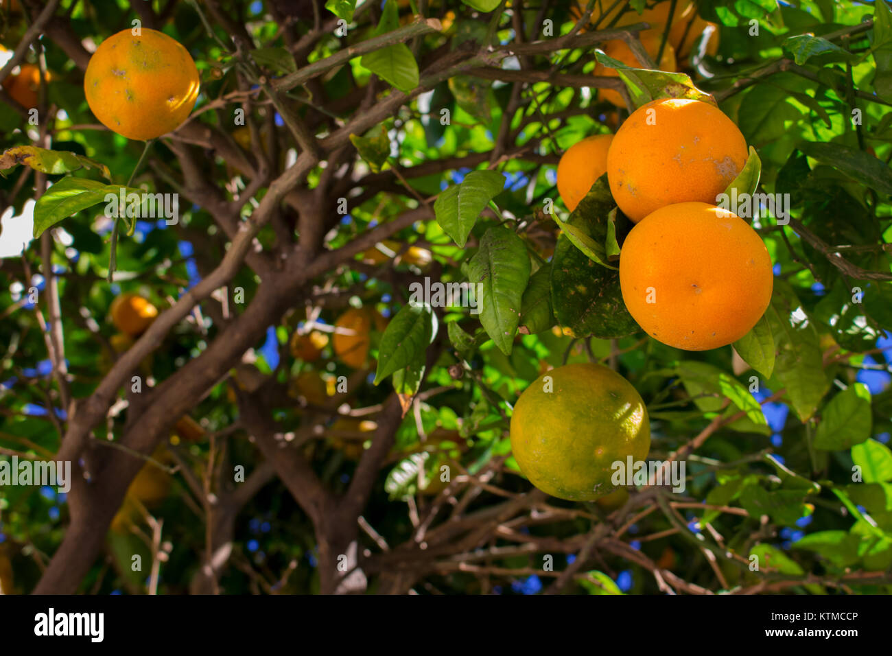 Orange fruit. Orange tree with fruits. Spain Stock Photo - Alamy