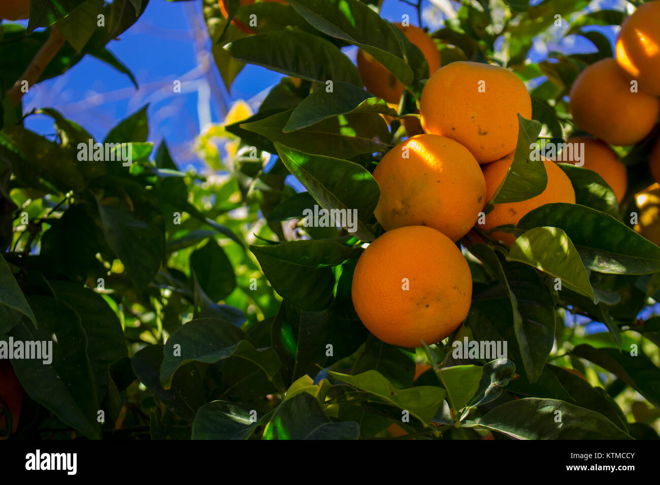 Orange fruit. Orange tree with fruits. Spain Stock Photo - Alamy