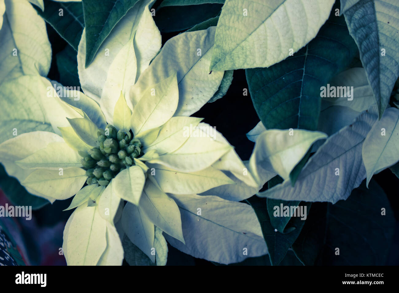 Poinsettia. White christmas star. Traditional holiday flower Stock ...