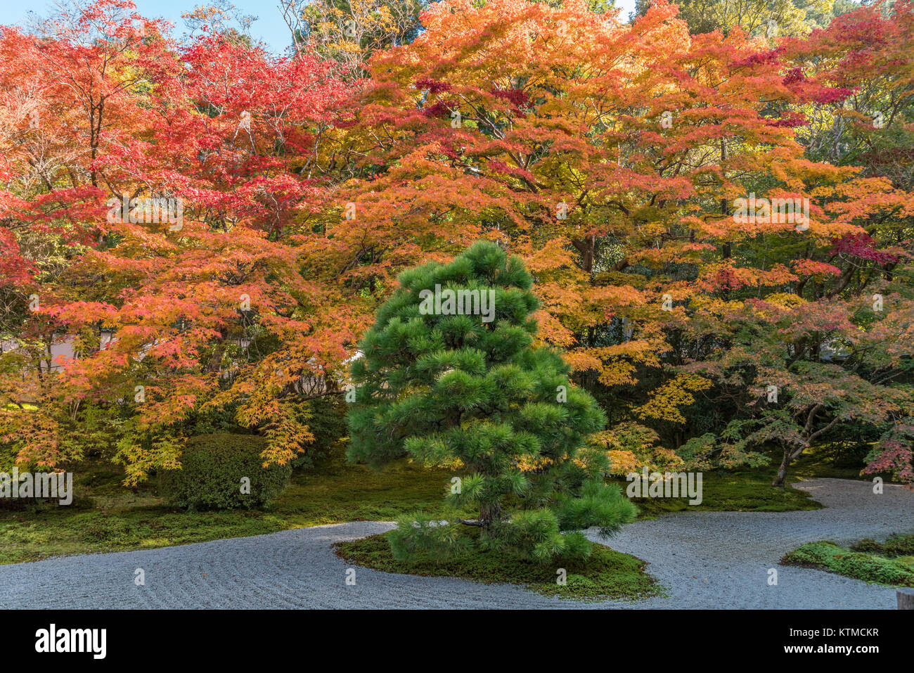 Autumn leaves Fall foliage at Tenjuan Temple raked gravel Rock Garden ...